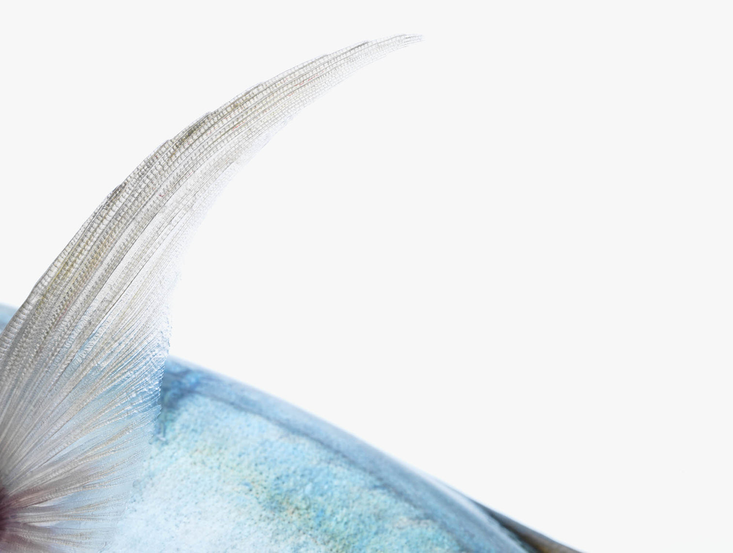 Ika - Fish – Moana New Zealand