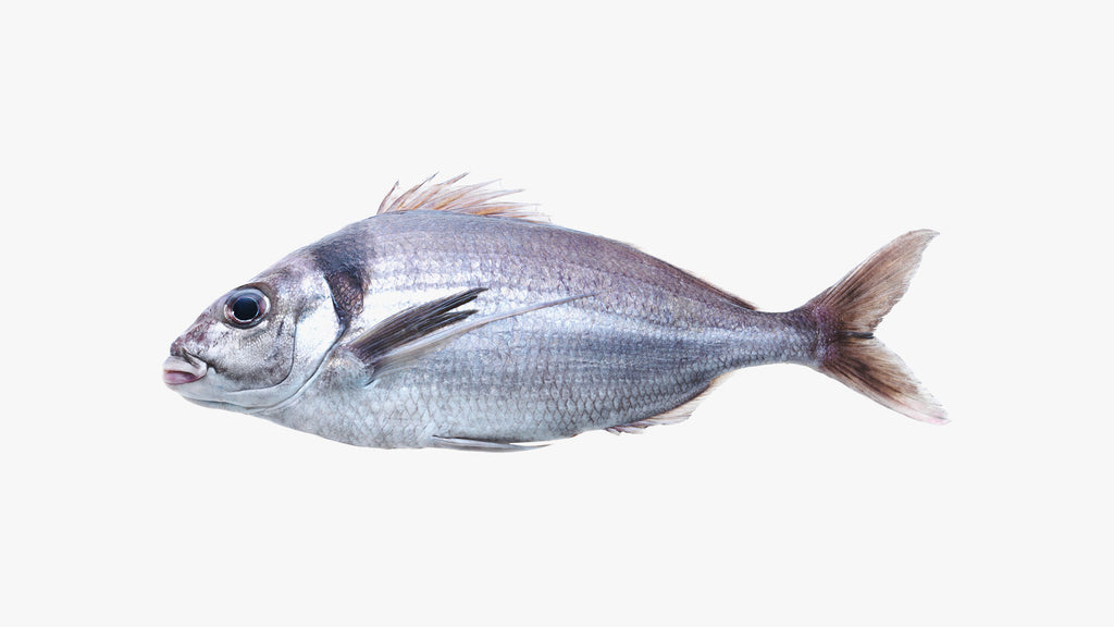 Tarakihi fillets 500g/1kg – Moana New Zealand