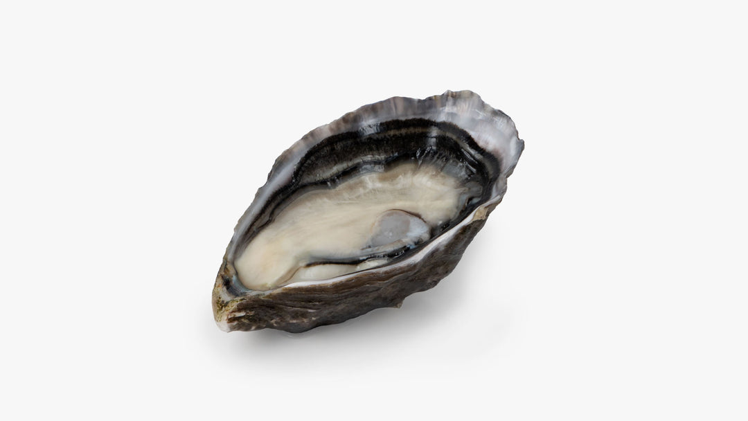 Pacific oyster pots – Moana New Zealand